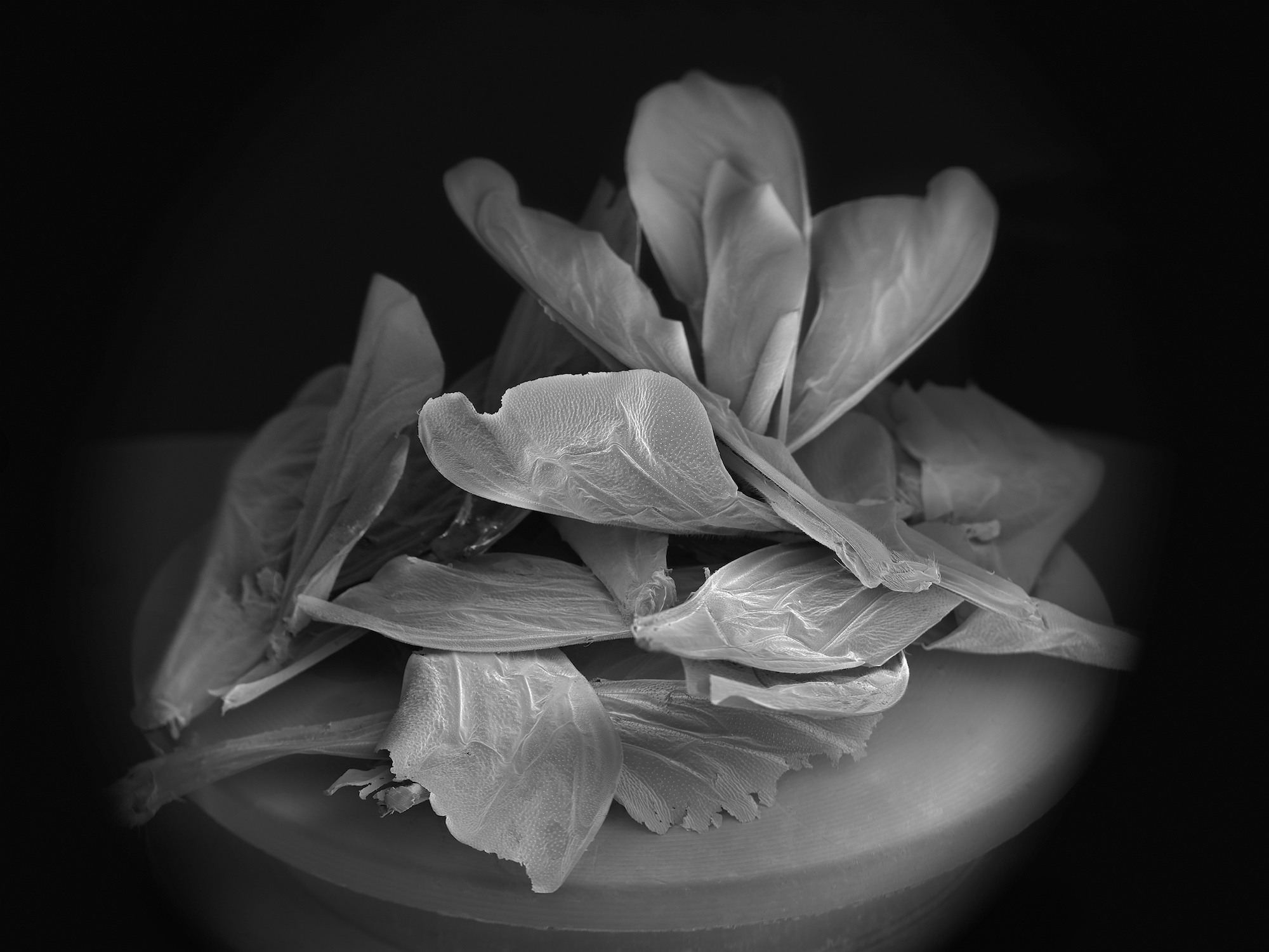 Anne Noble - Two Rooms