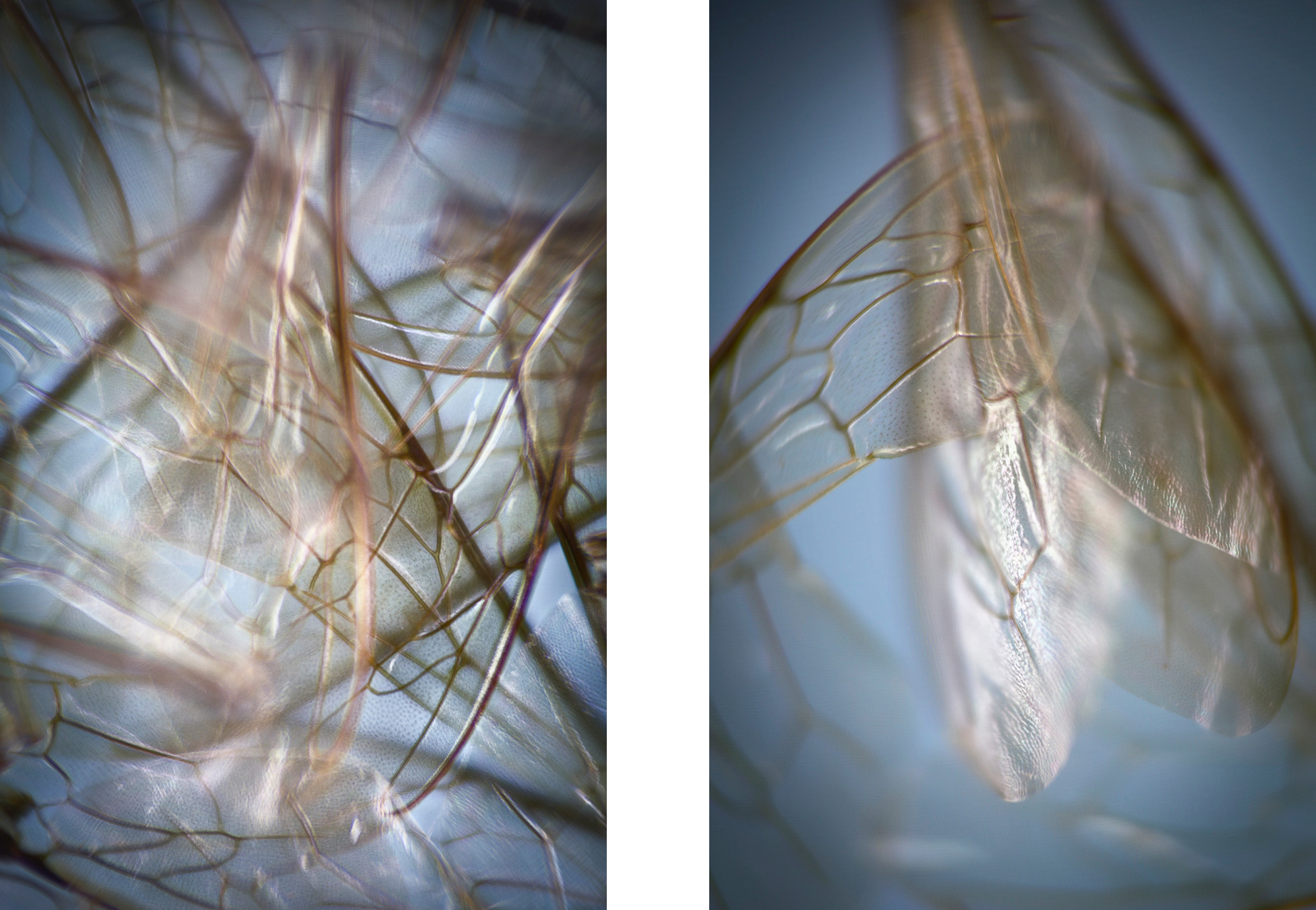 Anne Noble - Two Rooms