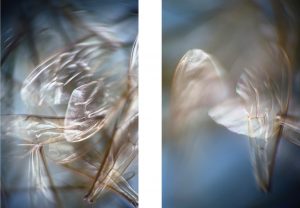 Anne Noble - Two Rooms