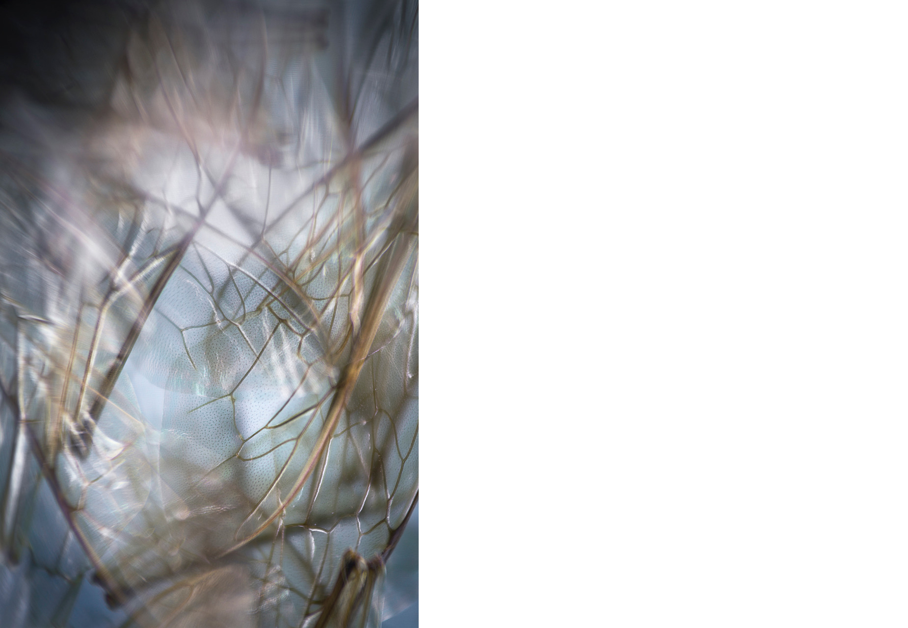 Anne Noble - Two Rooms