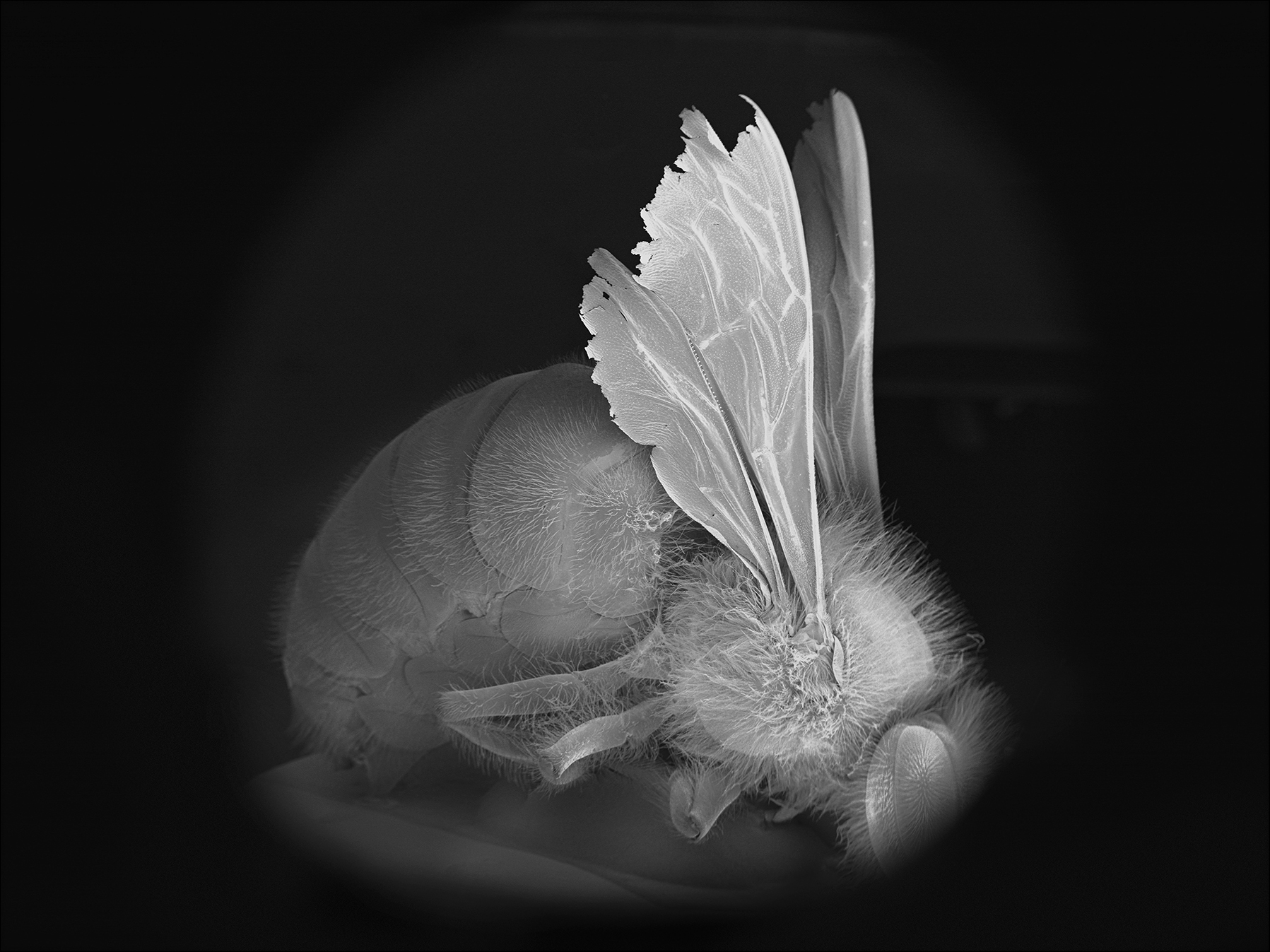 Anne Noble - Two Rooms