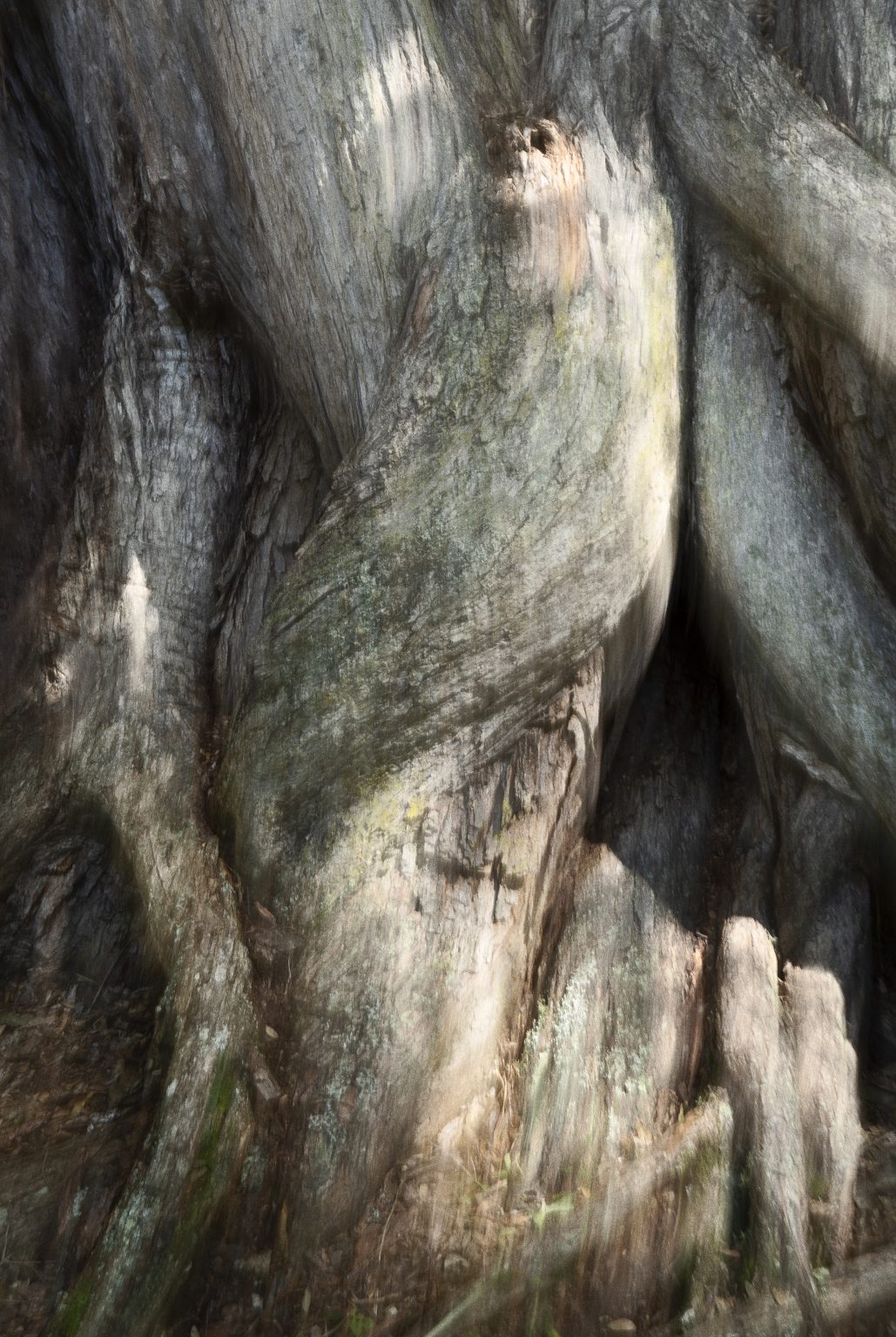 Anne Noble - Two Rooms